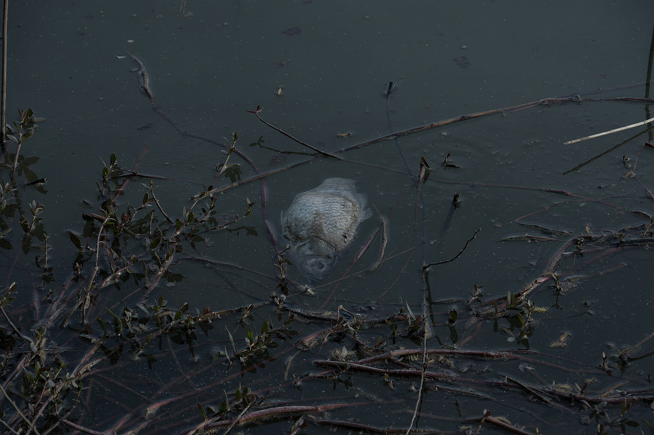 傍晚湖面_MAYOOOoo-站酷ZCOOL