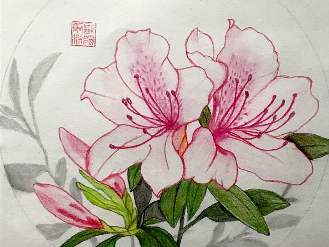 映山红_Conlin_ouyang-站酷ZCOOL