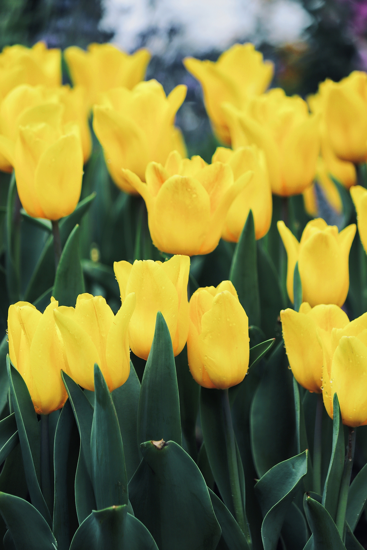 花城廣州 • 立春_JSky_猫-站酷ZCOOL