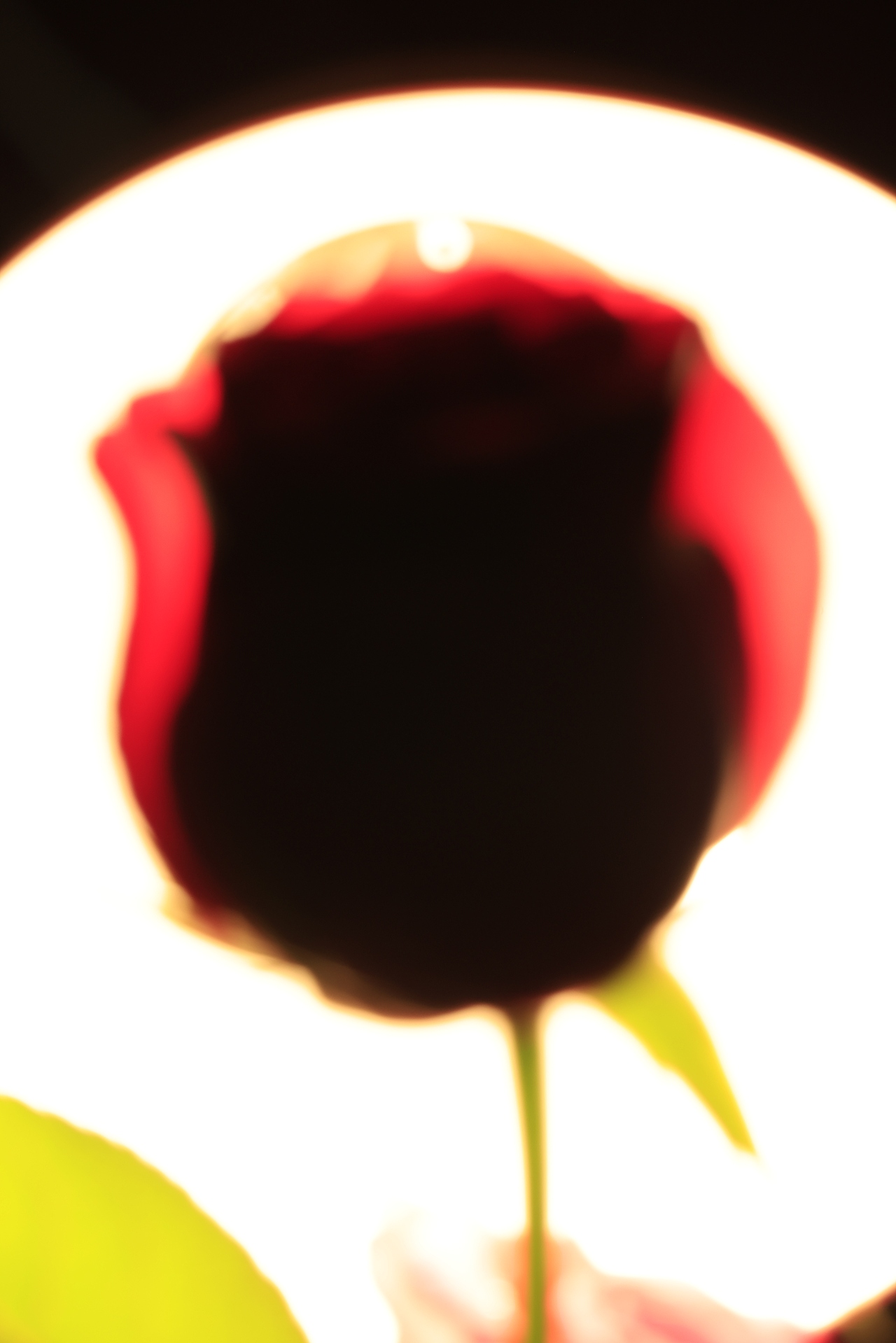 rose_Yolanda丁-站酷ZCOOL