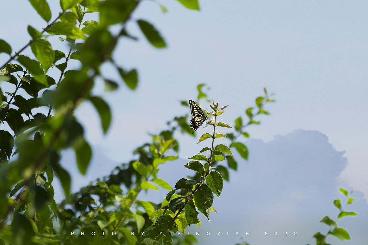 草木人间_一冰一安-站酷ZCOOL