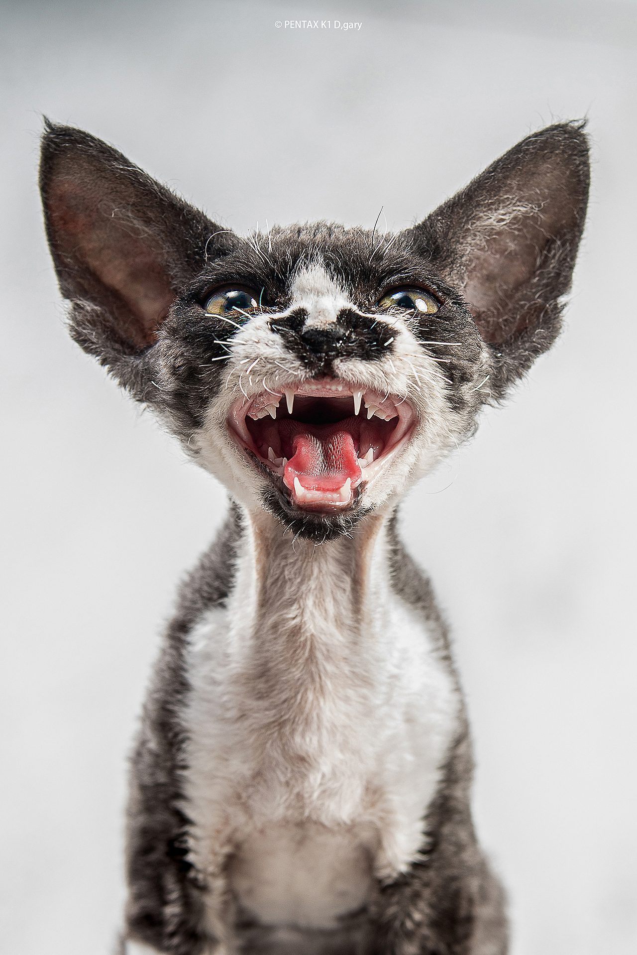 自家小渣猫周年祭_Dgary摄影-站酷ZCOOL