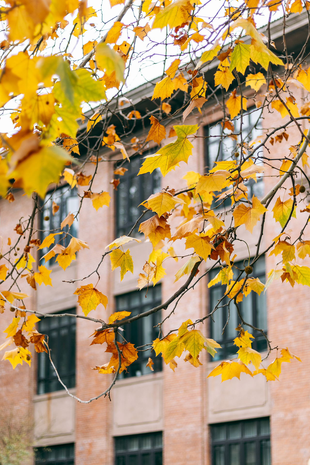 水木清华，校园里的秋_既明888-站酷ZCOOL