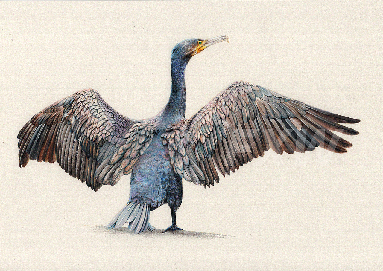 彩铅画《鸬鹚》_樊晓闻xiaoW-站酷ZCOOL