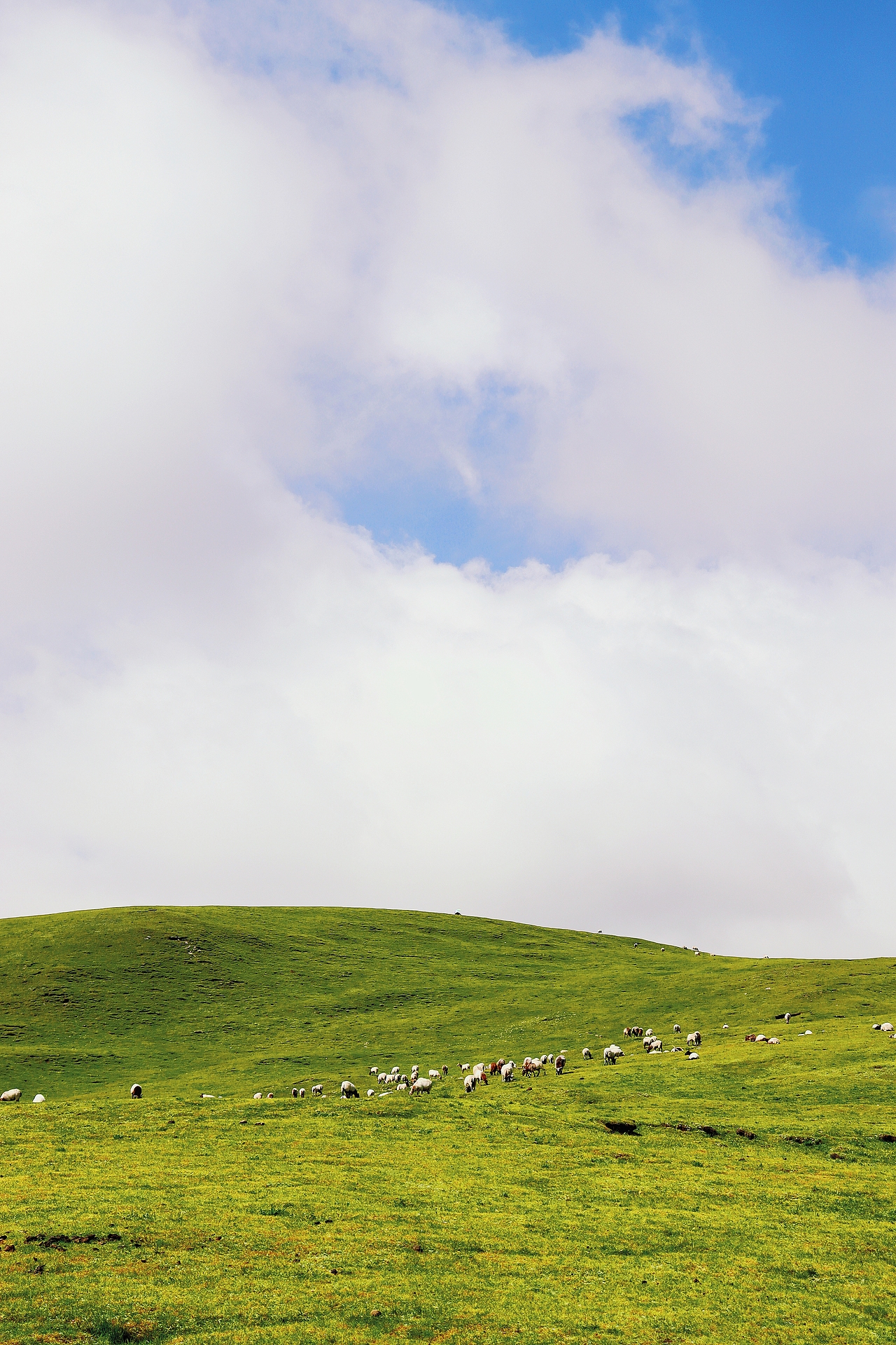 夏日的青海湖&草原_JSky_猫-站酷ZCOOL