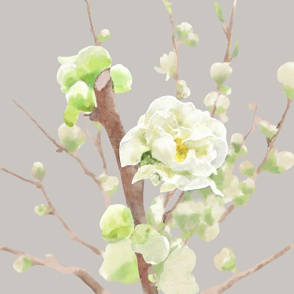 花卉_丶Cony-站酷ZCOOL