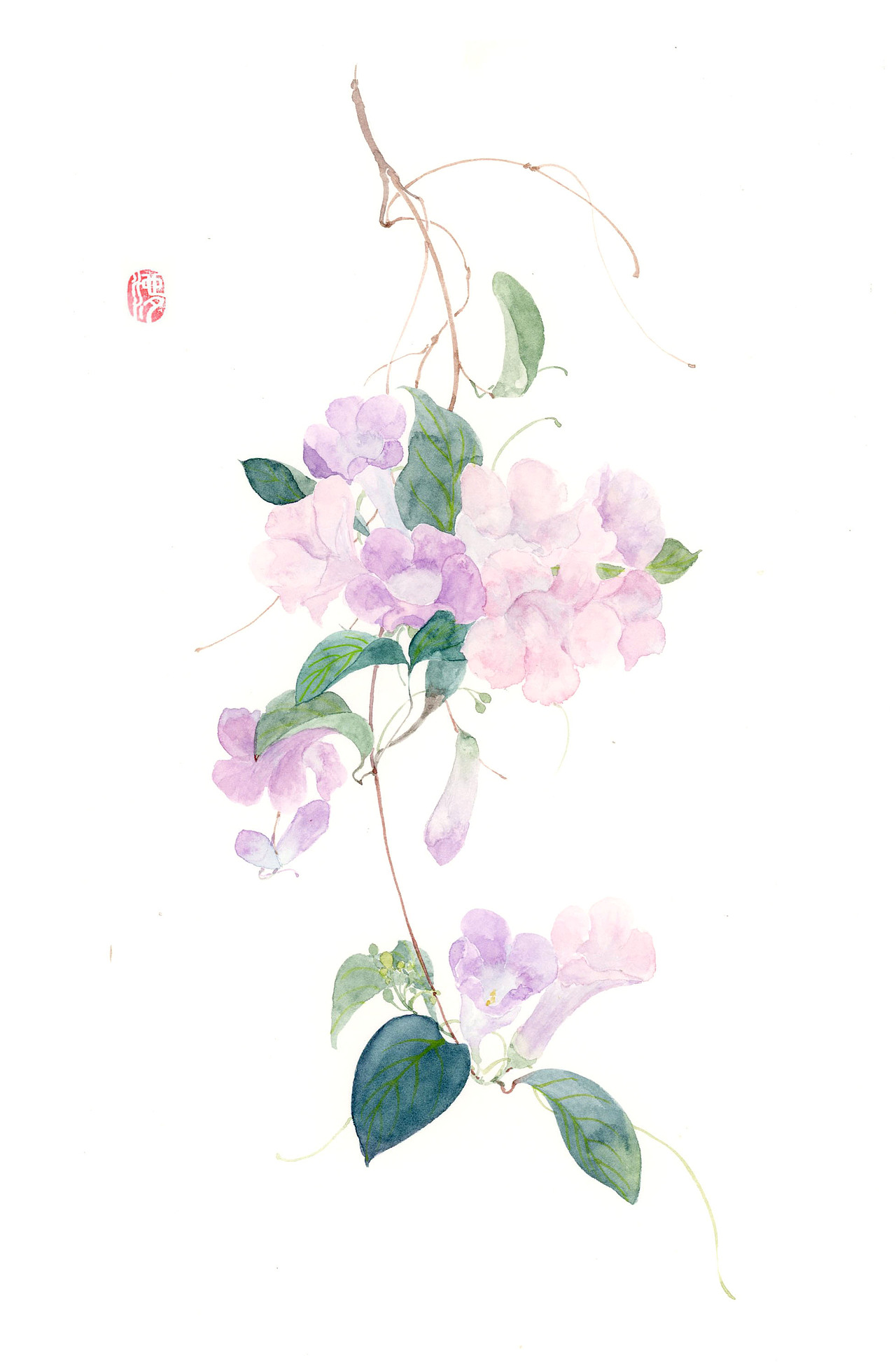 牵牛花_池汐CX-站酷ZCOOL