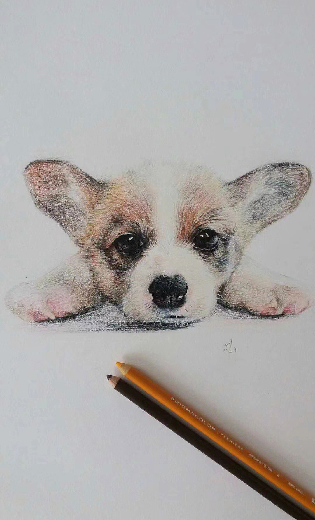 彩铅小动物_芯芯芯心-站酷ZCOOL