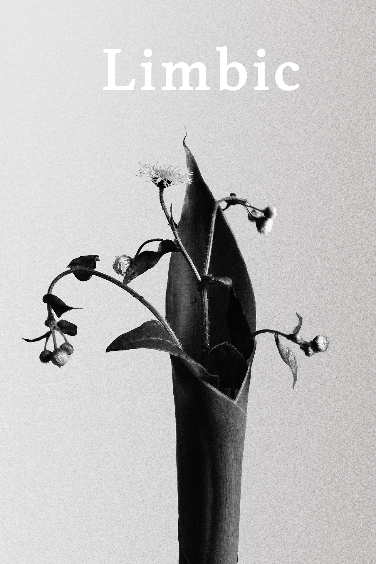 自然光下的植物_Limbic-站酷ZCOOL