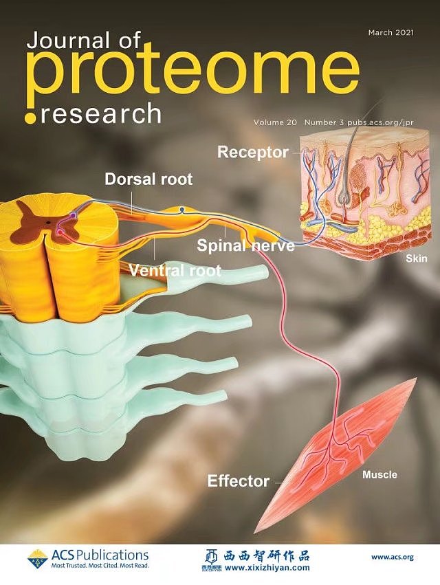 Journal of proteome research期刊封面图_scihua-站酷ZCOOL