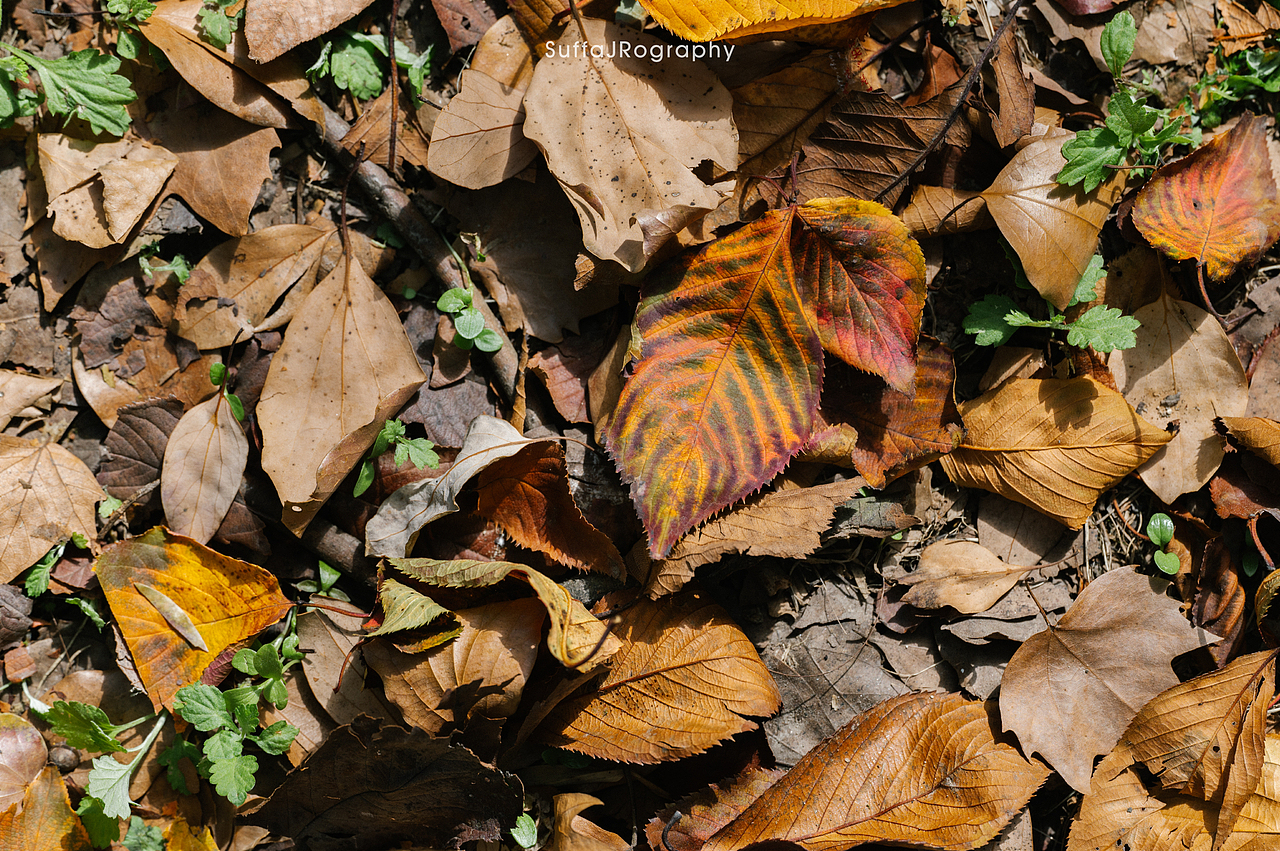 治愈系植物上海森林公园_朱尼尔沙发SUFFA-站酷ZCOOL