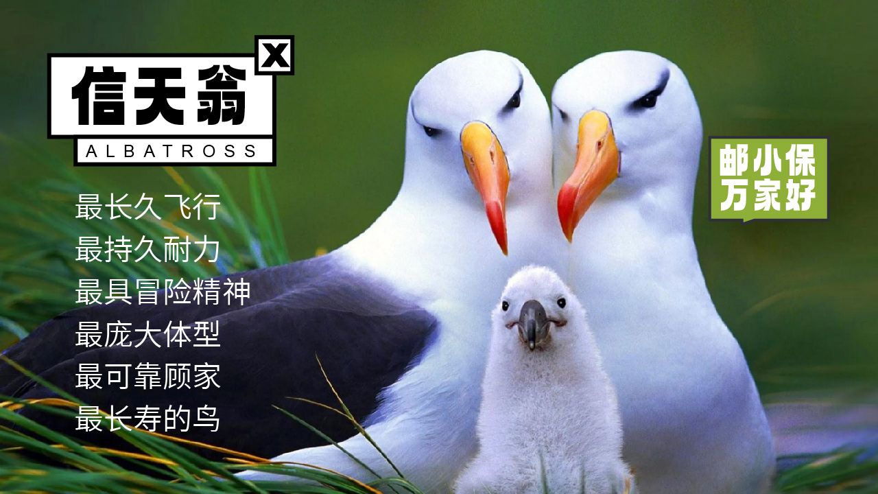 邮小宝 万家好_大老张ZHY-站酷ZCOOL