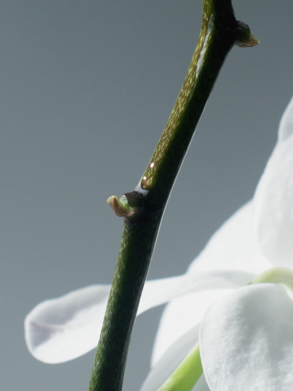 LAN | 时光兰花系列_牛配羊-站酷ZCOOL