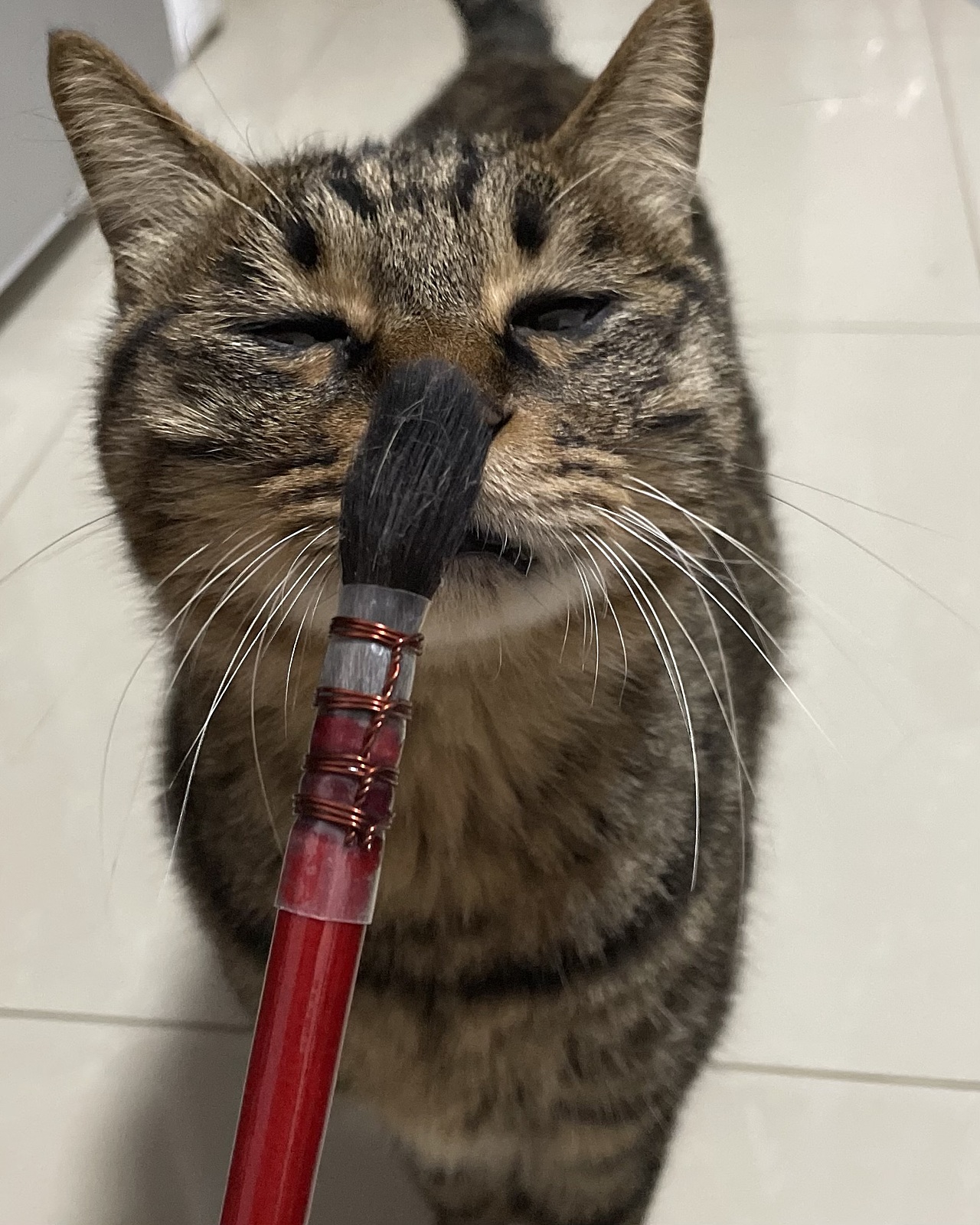 小猪猫_麻辣烫D-站酷ZCOOL