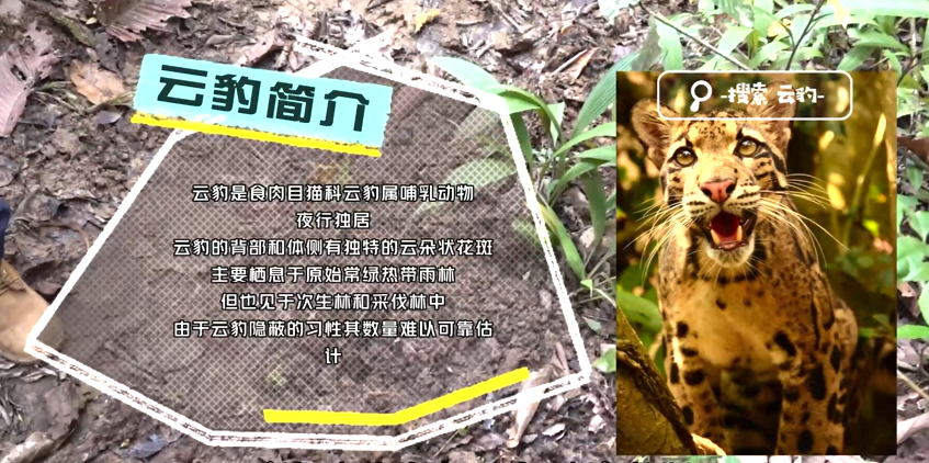 奇幻湃-尖叫吧女神户外探险项目-云豹与鹿_恩洙ena-站酷ZCOOL