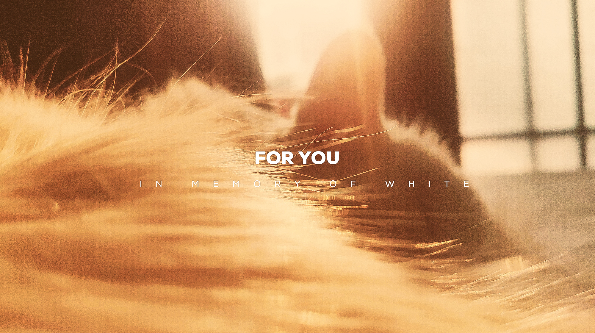 原创IP | RAGUS & WHITE_xiaoxian-站酷ZCOOL