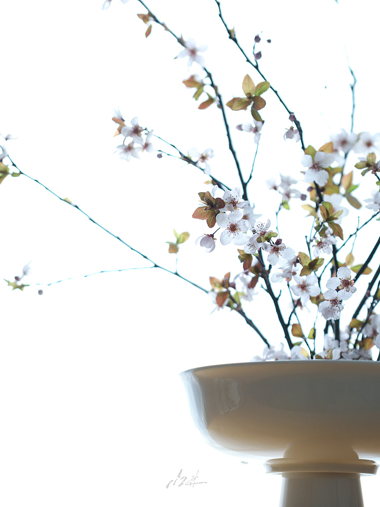 春天的杏花_山林纪-站酷ZCOOL