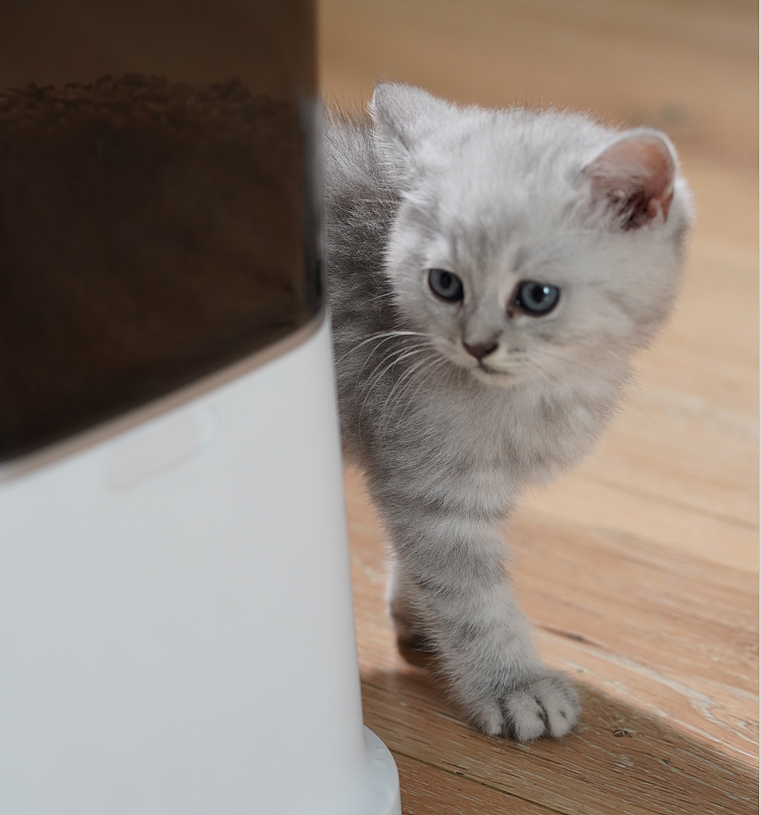 Kitty Kitty_懒鱼不会胖-站酷ZCOOL