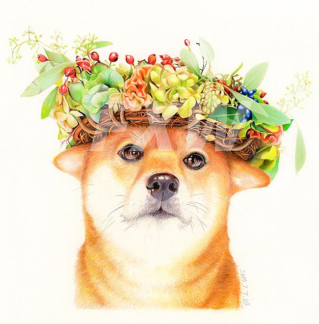 彩铅画《柴犬》_樊晓闻xiaoW-站酷ZCOOL