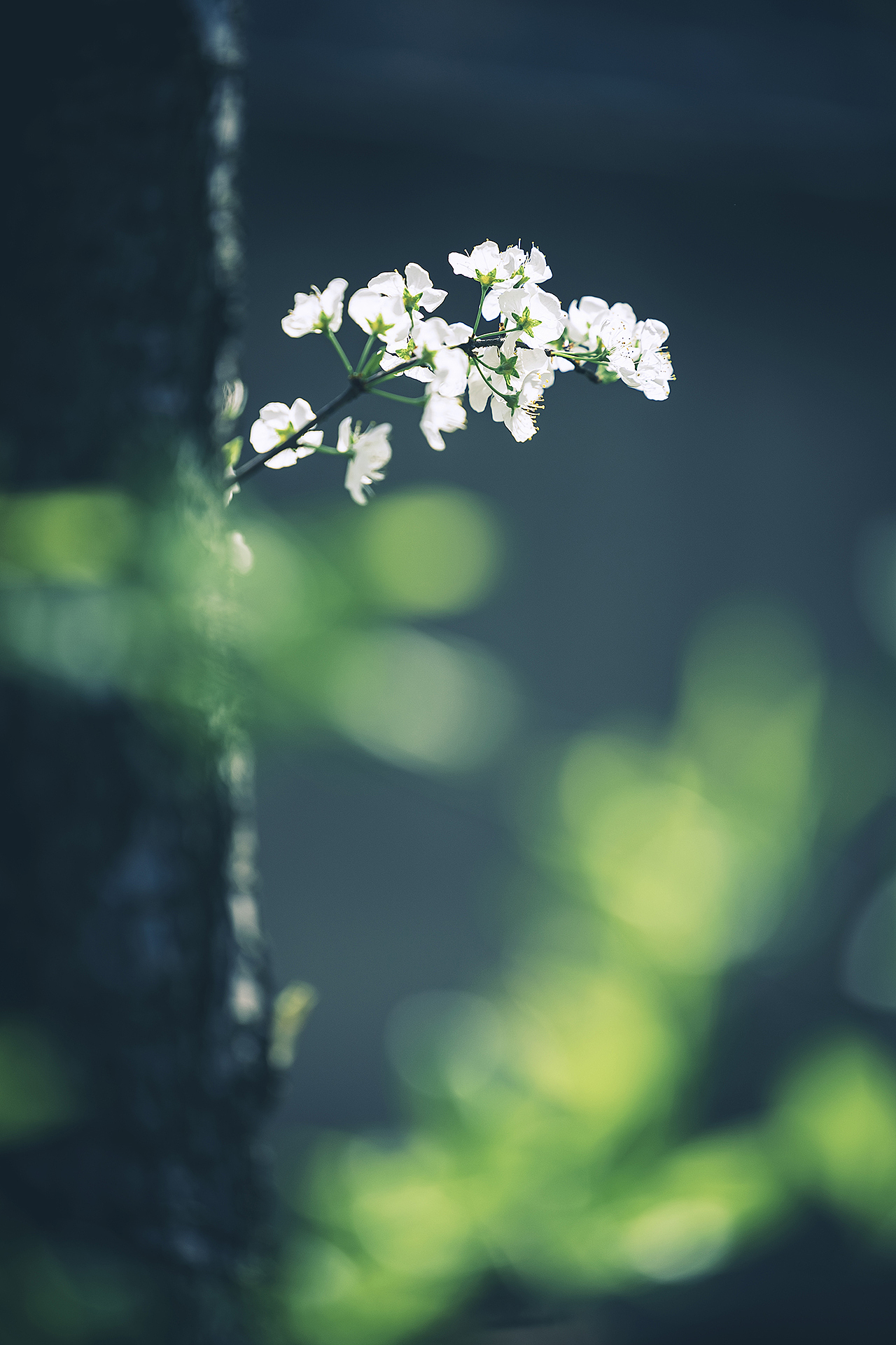 自明无月夜，强笑欲风天_苏辛SX-站酷ZCOOL