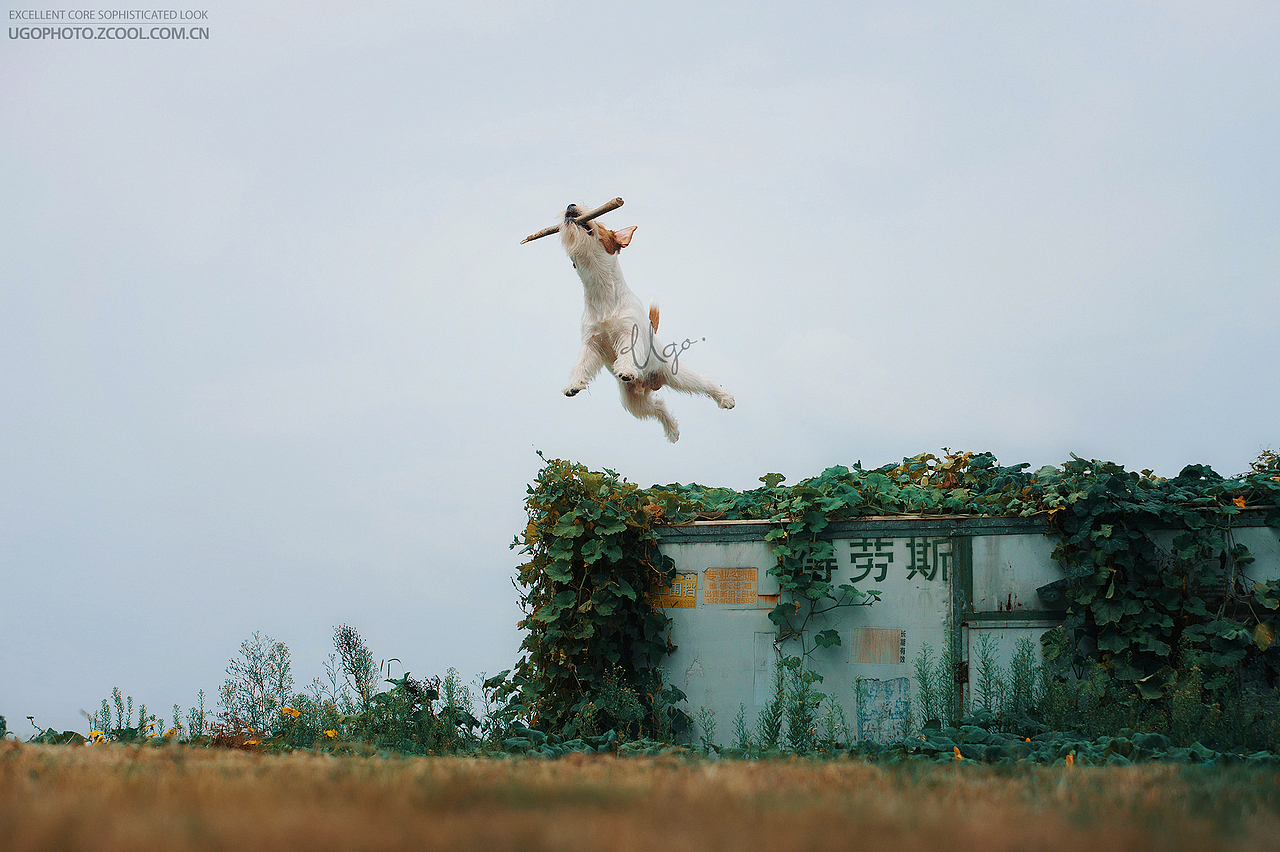 Funny至极【动物摄影师何某某个人作品34】_超级何某某-站酷ZCOOL