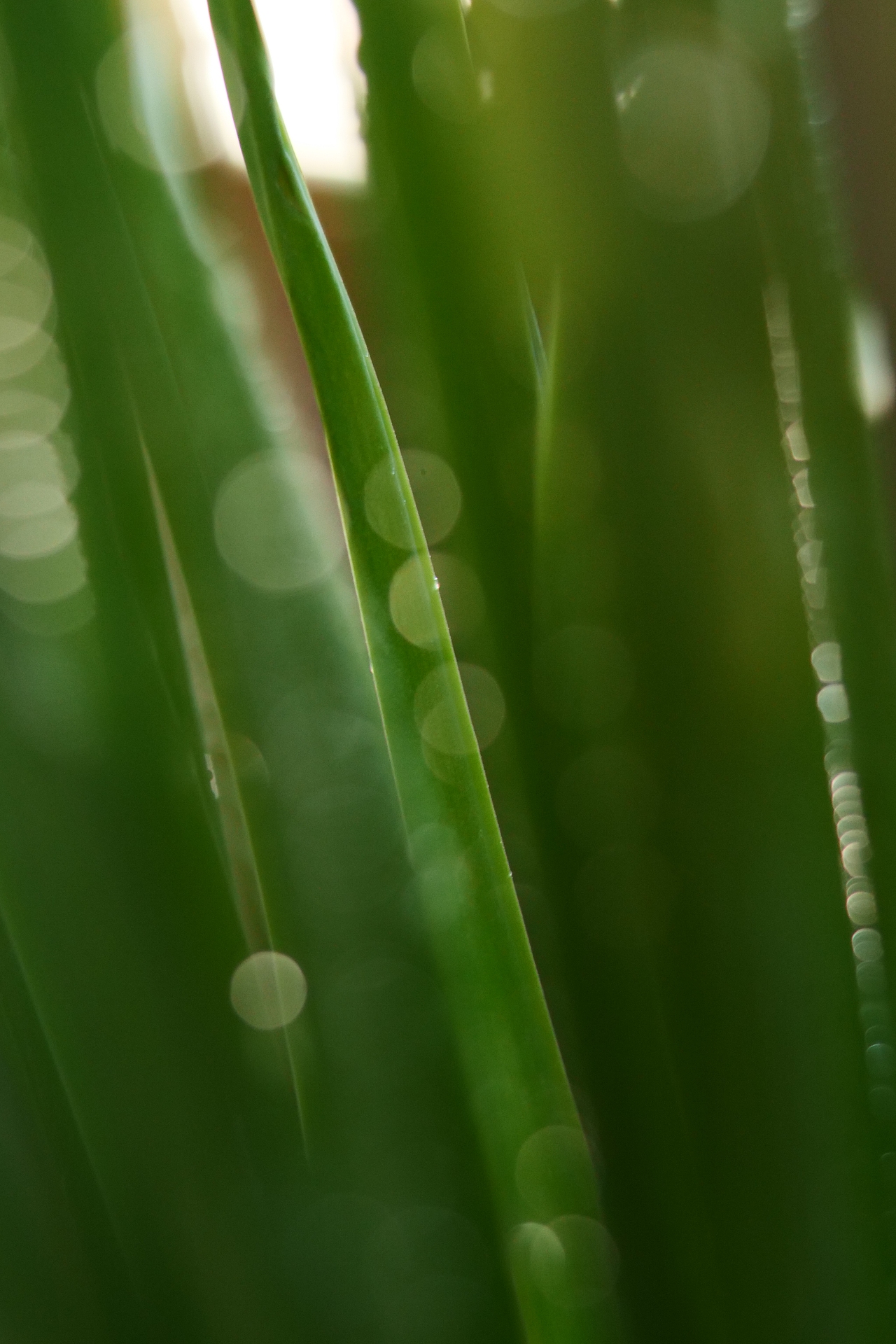 韭菜花_武汉美食摄影JIA-站酷ZCOOL