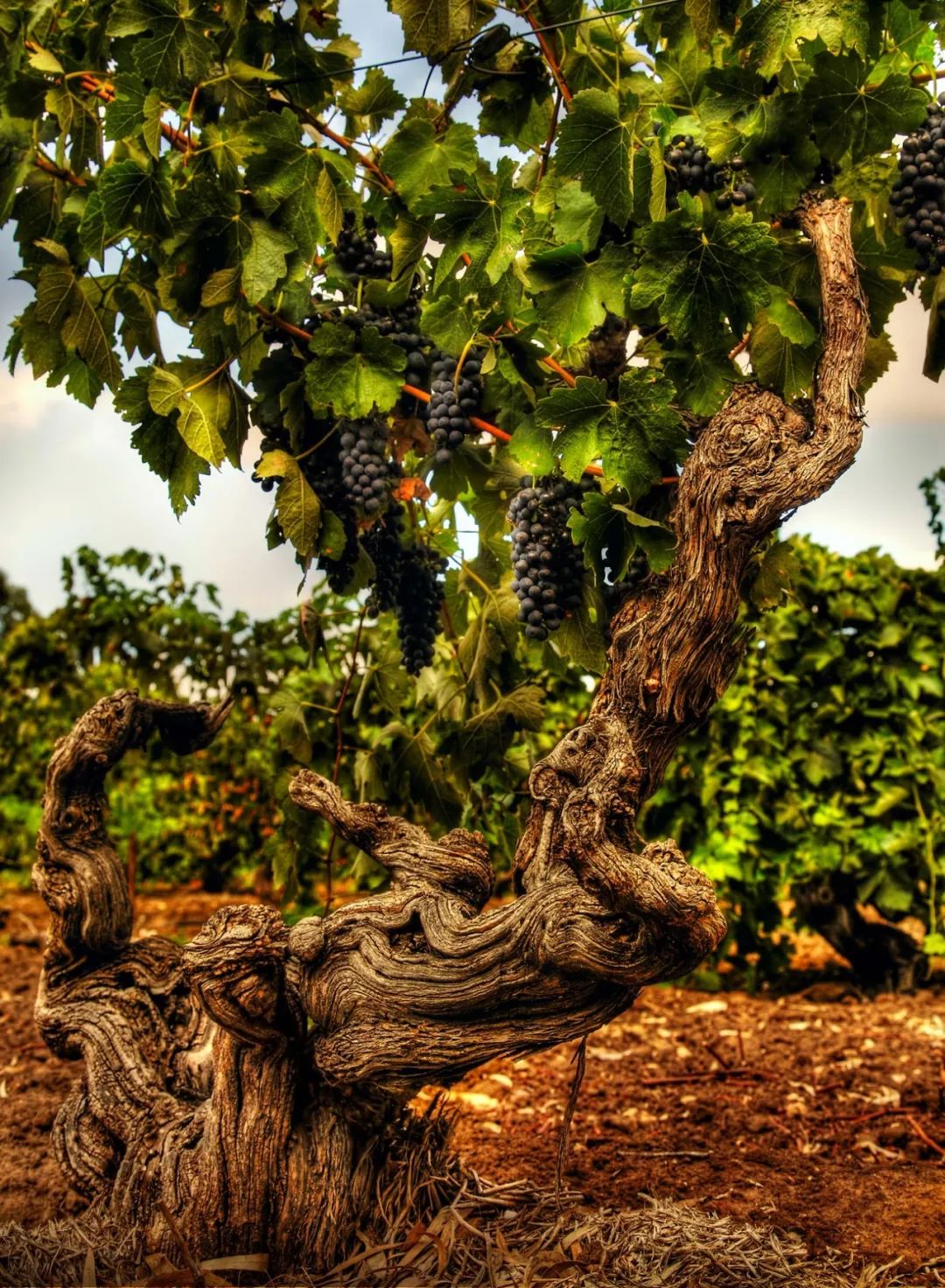 干红包装设计_華HUA-站酷ZCOOL