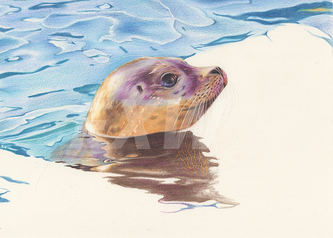 彩铅画《海豹》_樊晓闻xiaoW-站酷ZCOOL