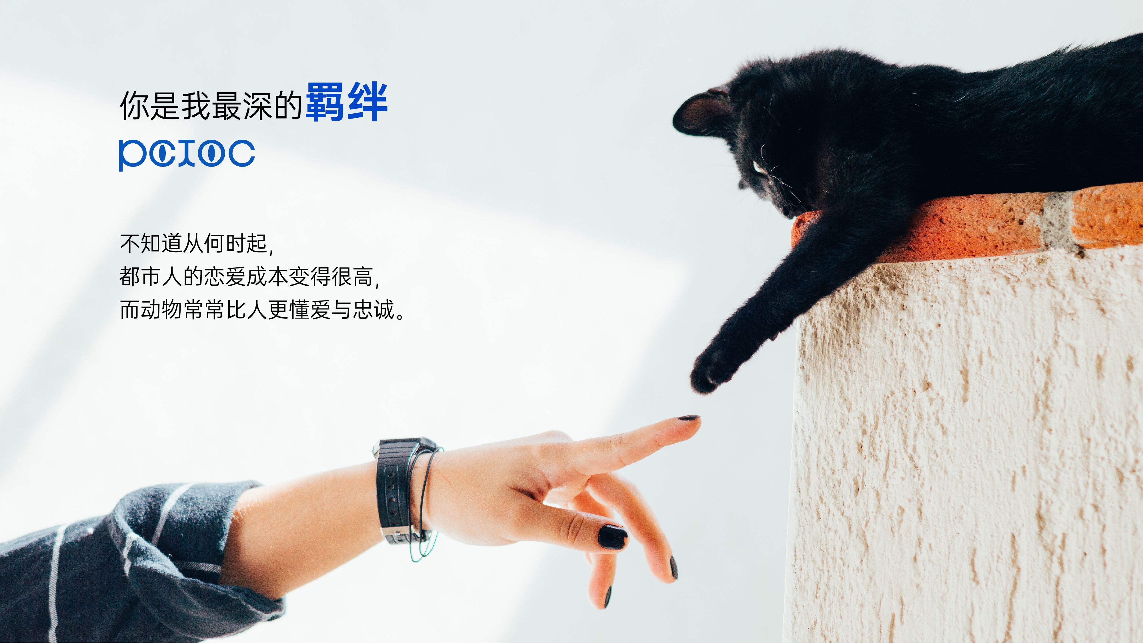 LOGO丨PCTOC_无出其右-站酷ZCOOL