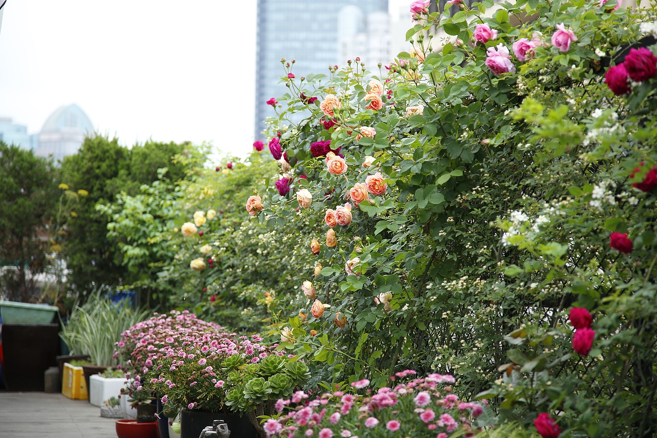 花至花园内的月季花_花至花园主理人-站酷ZCOOL