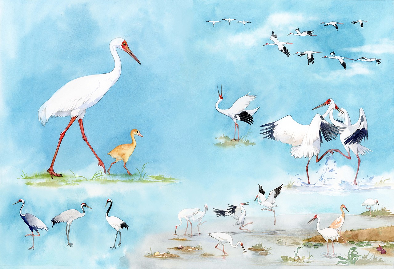 鸟类科普插画 白鹤_王俊宇Monkey-站酷ZCOOL