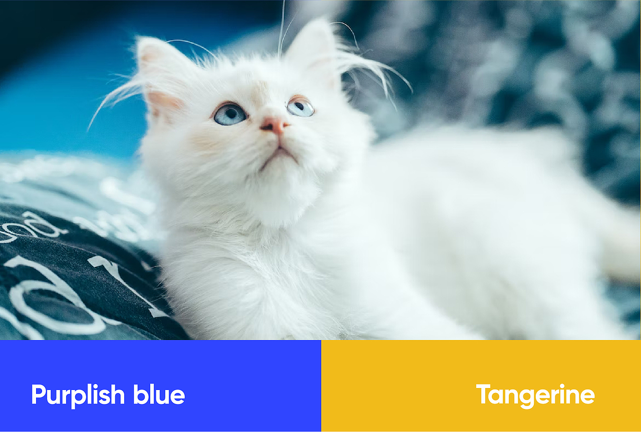 Petbobi 派特波比 | 品牌包装案例_maydesign-站酷ZCOOL