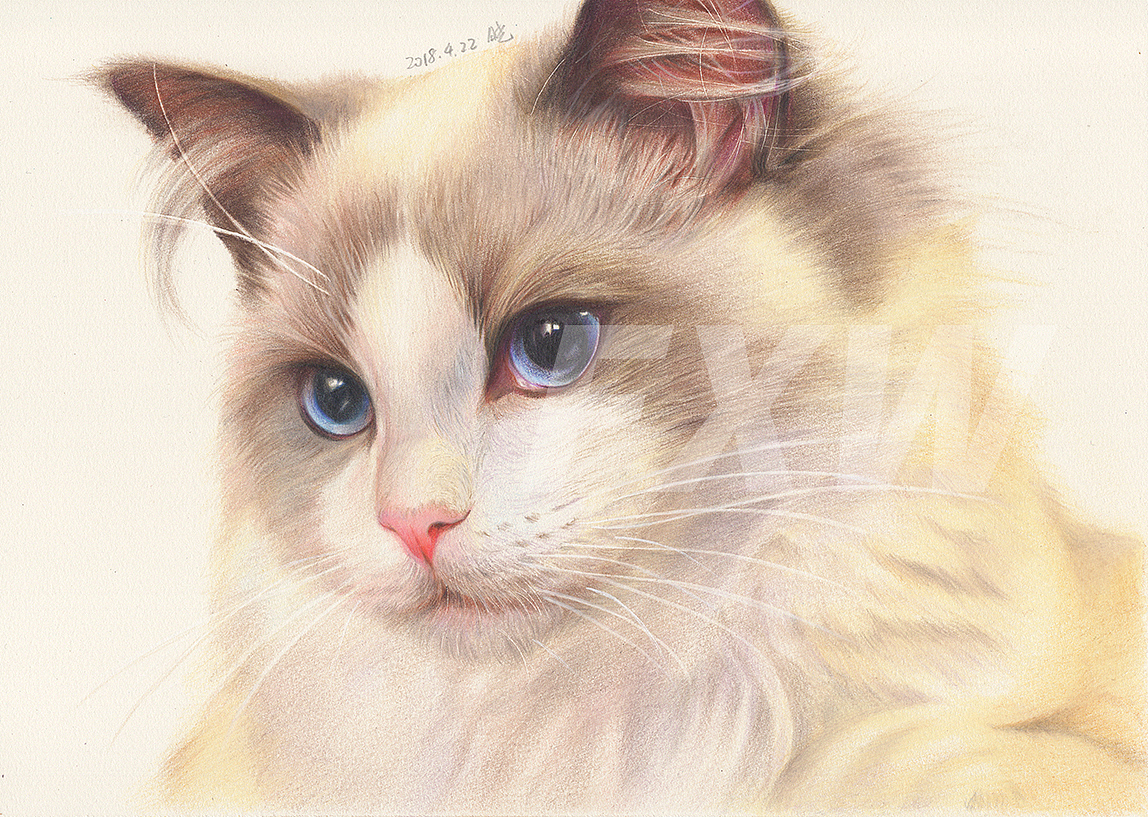 彩铅画《布偶猫》_樊晓闻xiaoW-站酷ZCOOL
