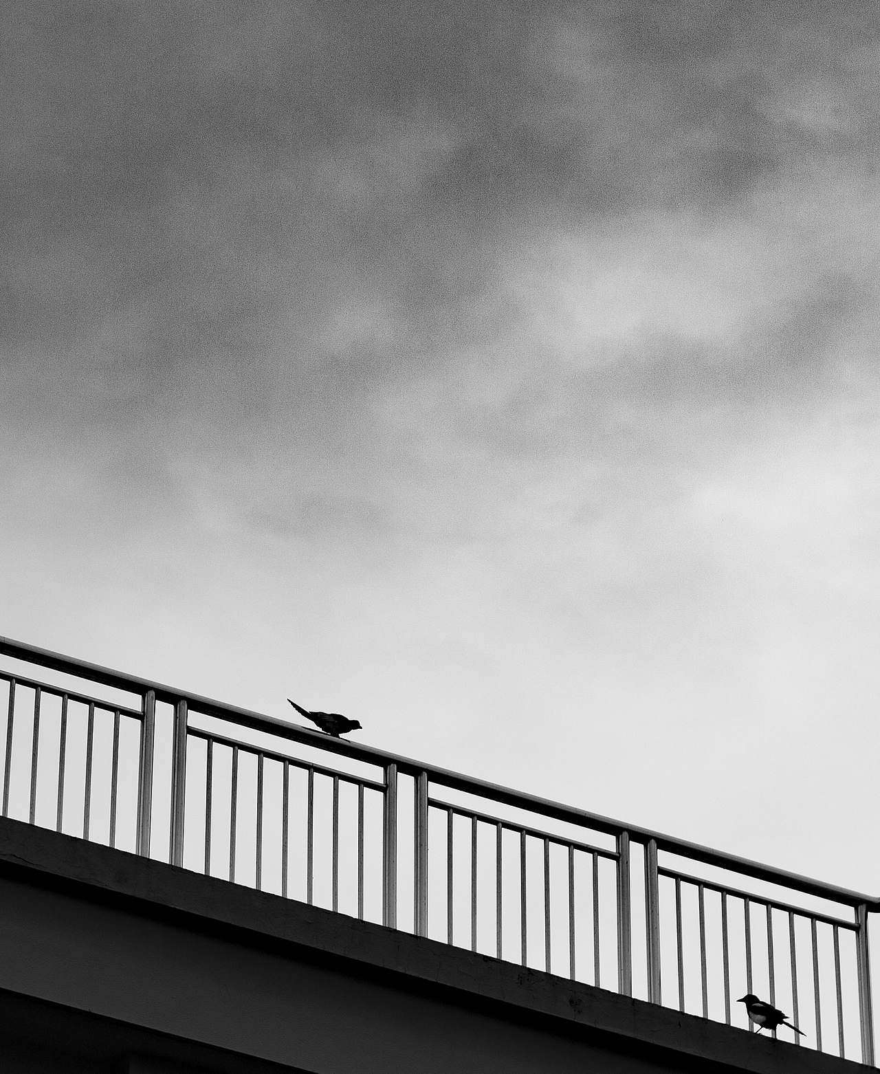 落脚的鸟_马老三123-站酷ZCOOL