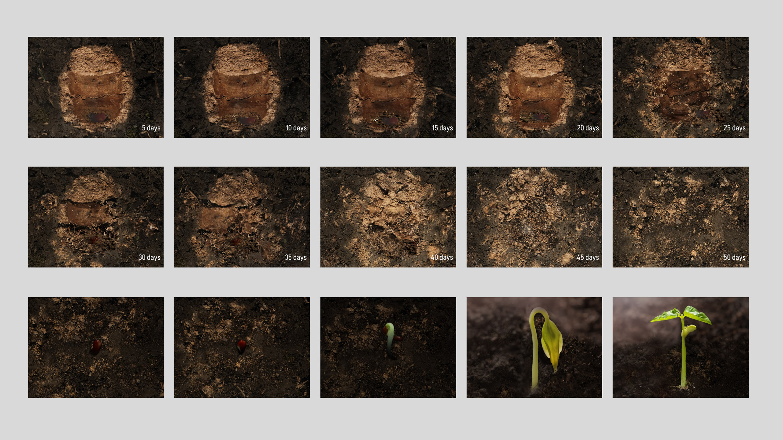 iF获奖作品——菌丝体可持续宠物骨灰盒_NekoMint_design-站酷ZCOOL