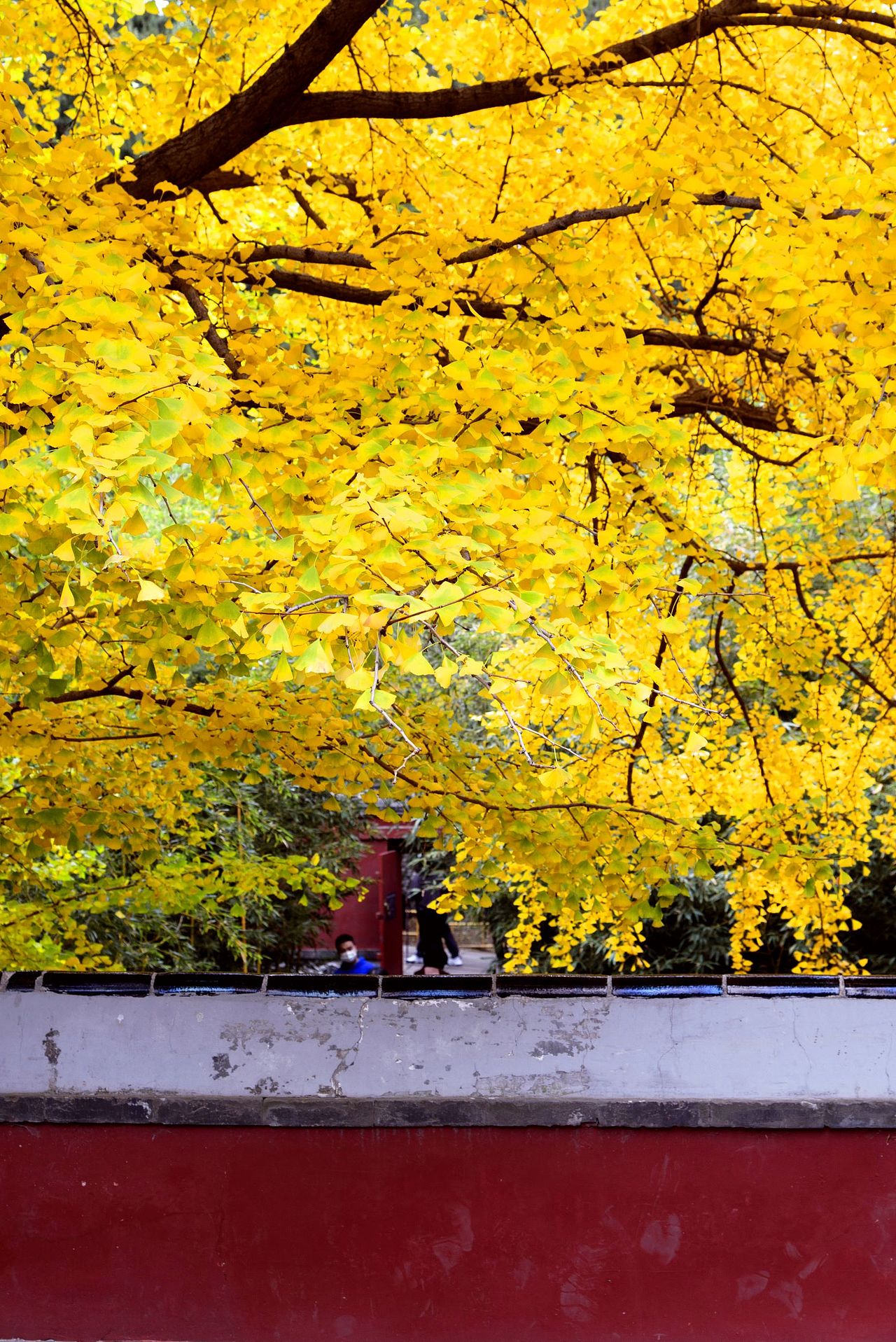 北京香山的秋天_ychsth-站酷ZCOOL