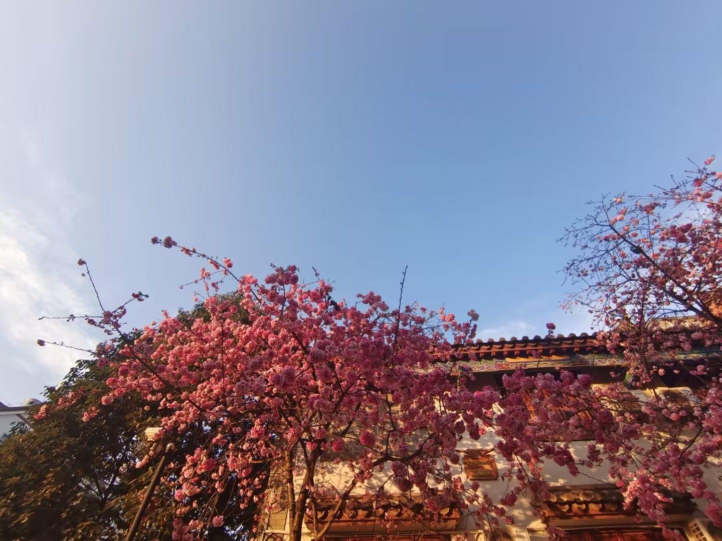 春天就要赏樱花*楚雄樱花最撩人！_婷创意-站酷ZCOOL