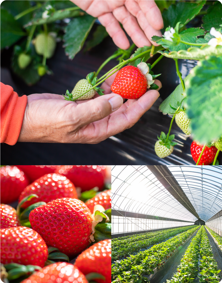 别再看菜市场里的Prada了，它们更会玩！_BranD杂志-站酷ZCOOL