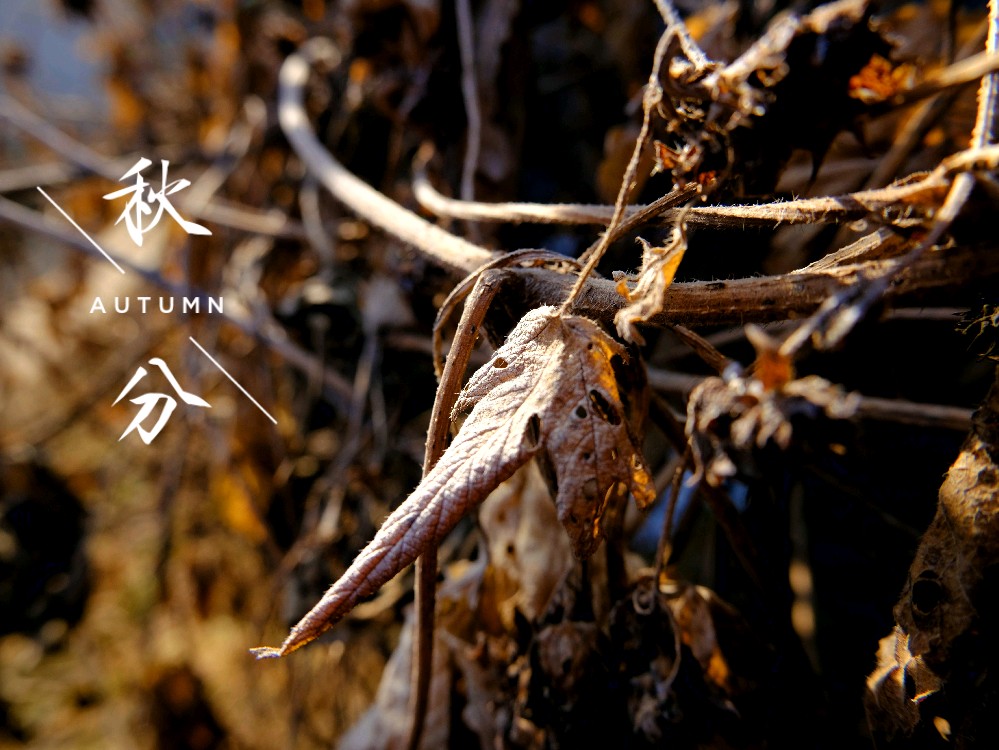 冬_如风过境oooo-站酷ZCOOL