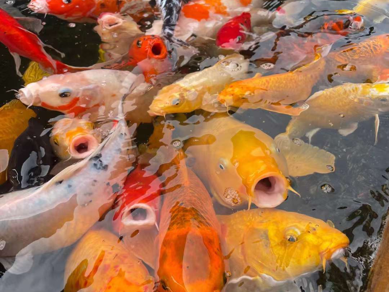 鱼群_空空如也123-站酷ZCOOL