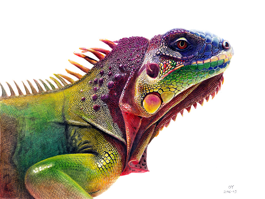 OY手绘·鬣蜥_欧阳鹏杰_OY-站酷ZCOOL