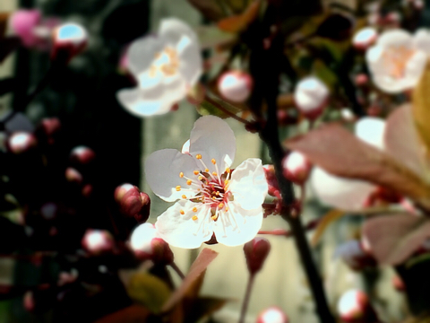 春暖花开了_andy_1223-站酷ZCOOL