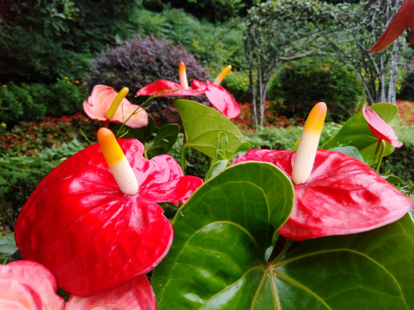 手机拍摄_我的摄影梦-站酷ZCOOL