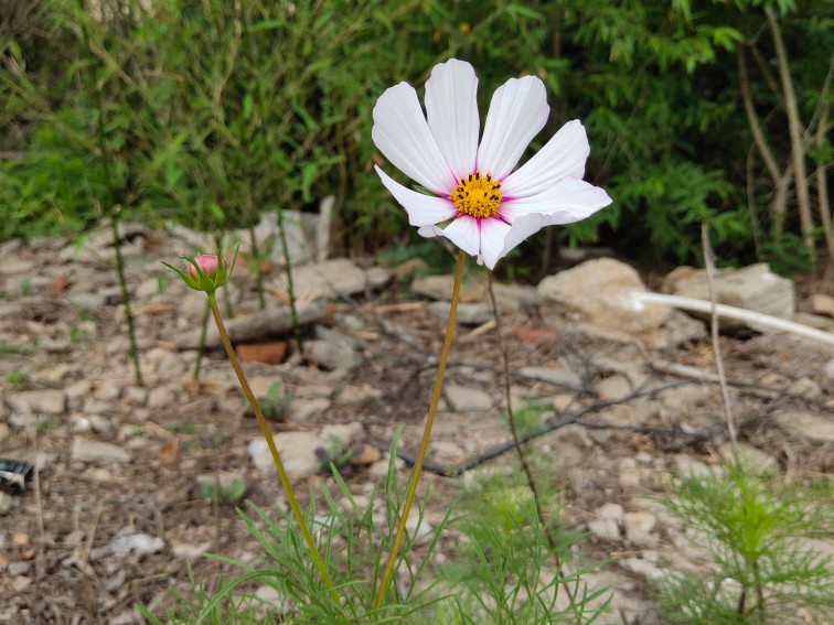 花田乐事_fudh_9-站酷ZCOOL