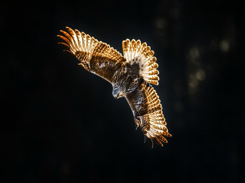 术业有专攻、黄书记的鸟是真的打的好 我就打个虫吧_innovate_2d-站酷ZCOOL