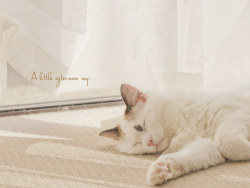 喵星人の日常 - Yuki_Vampire_Cece-站酷ZCOOL