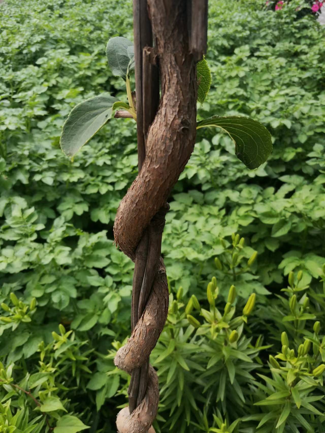 盘丝洞里的蜘蛛精呢_Z292665284-站酷ZCOOL