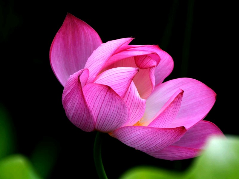 夏天 立秋 荷花 自然 风景 色彩_软萌和性感的结合-站酷ZCOOL