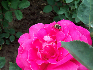 谁说手机拍不出好照片·月季_小丑鱼vae-站酷ZCOOL