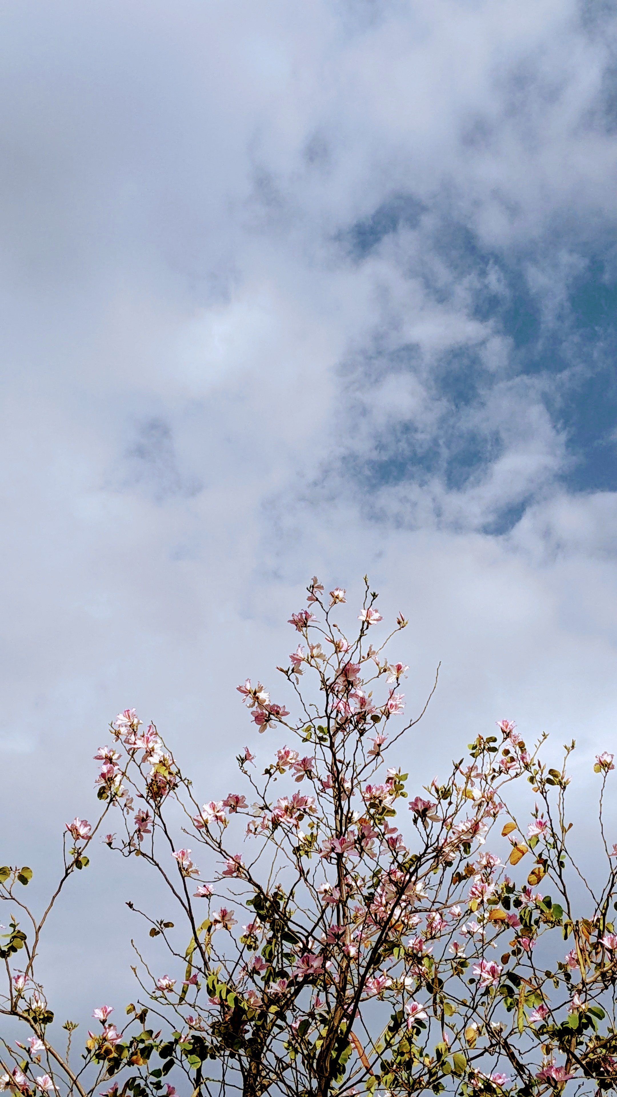 pixel是一台很不错的手机_素材网站_图片免费下载-ZCOOL站酷